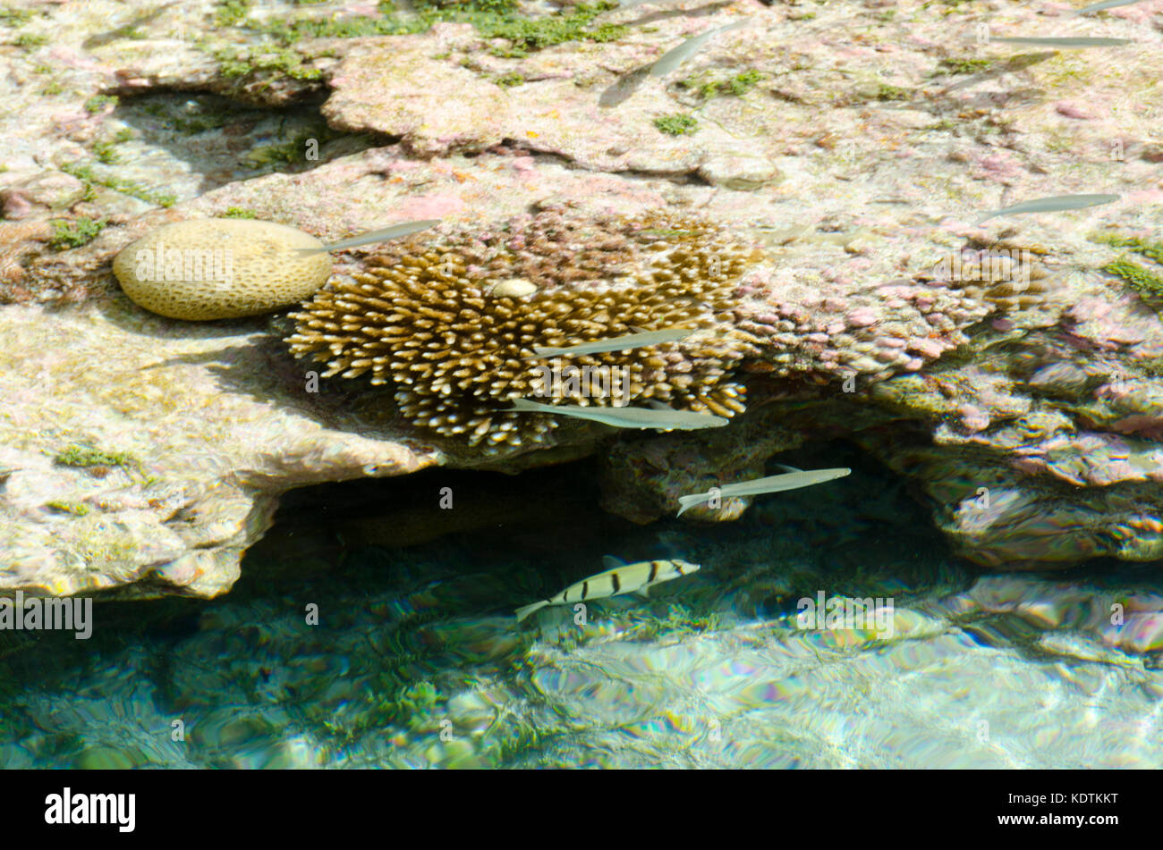 Coral reef in low tide hi-res stock photography and images - Alamy