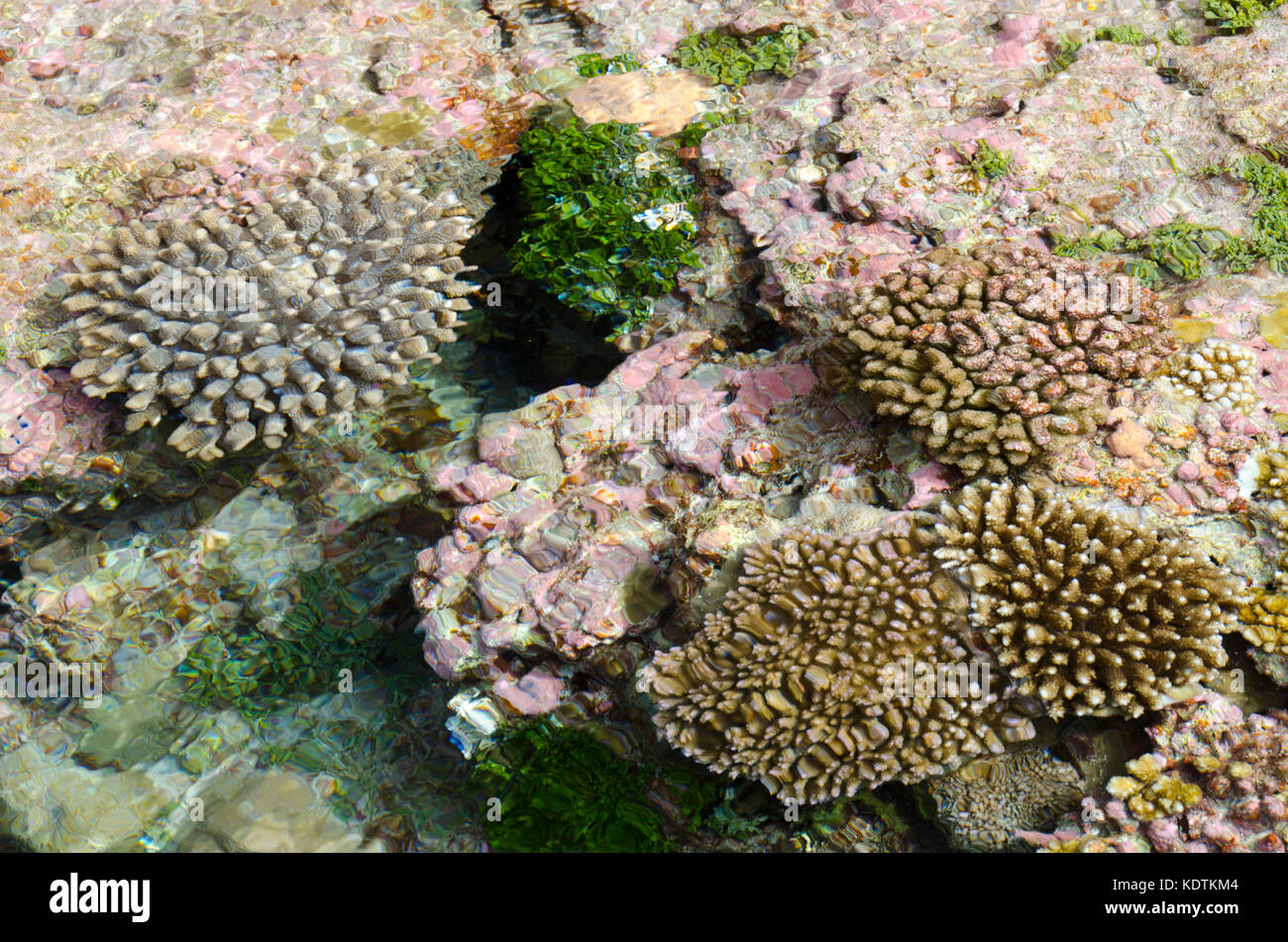 Rock pools in coral hi-res stock photography and images - Alamy