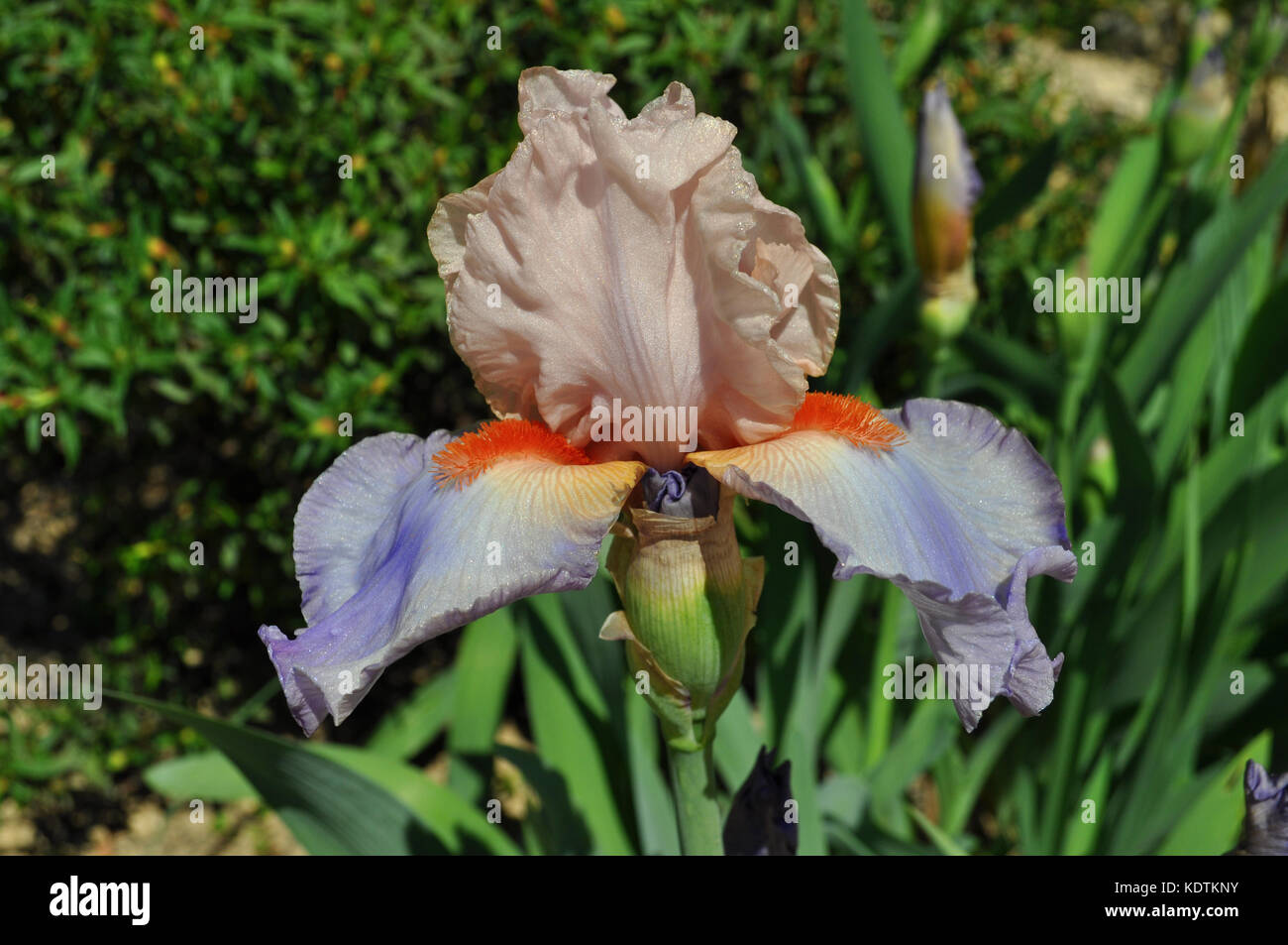 Tall Bearded Iris, French Connection Stock Photo - Alamy