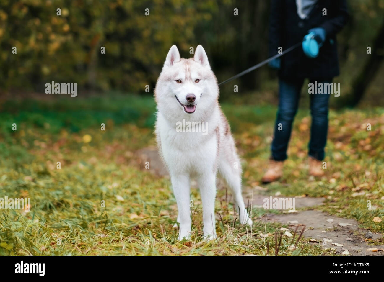 Big husky dog walking owner hi-res stock photography and images - Alamy