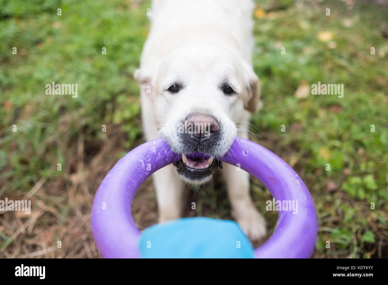 A dog golden retriever plays with his owner dragging toys while walking ...