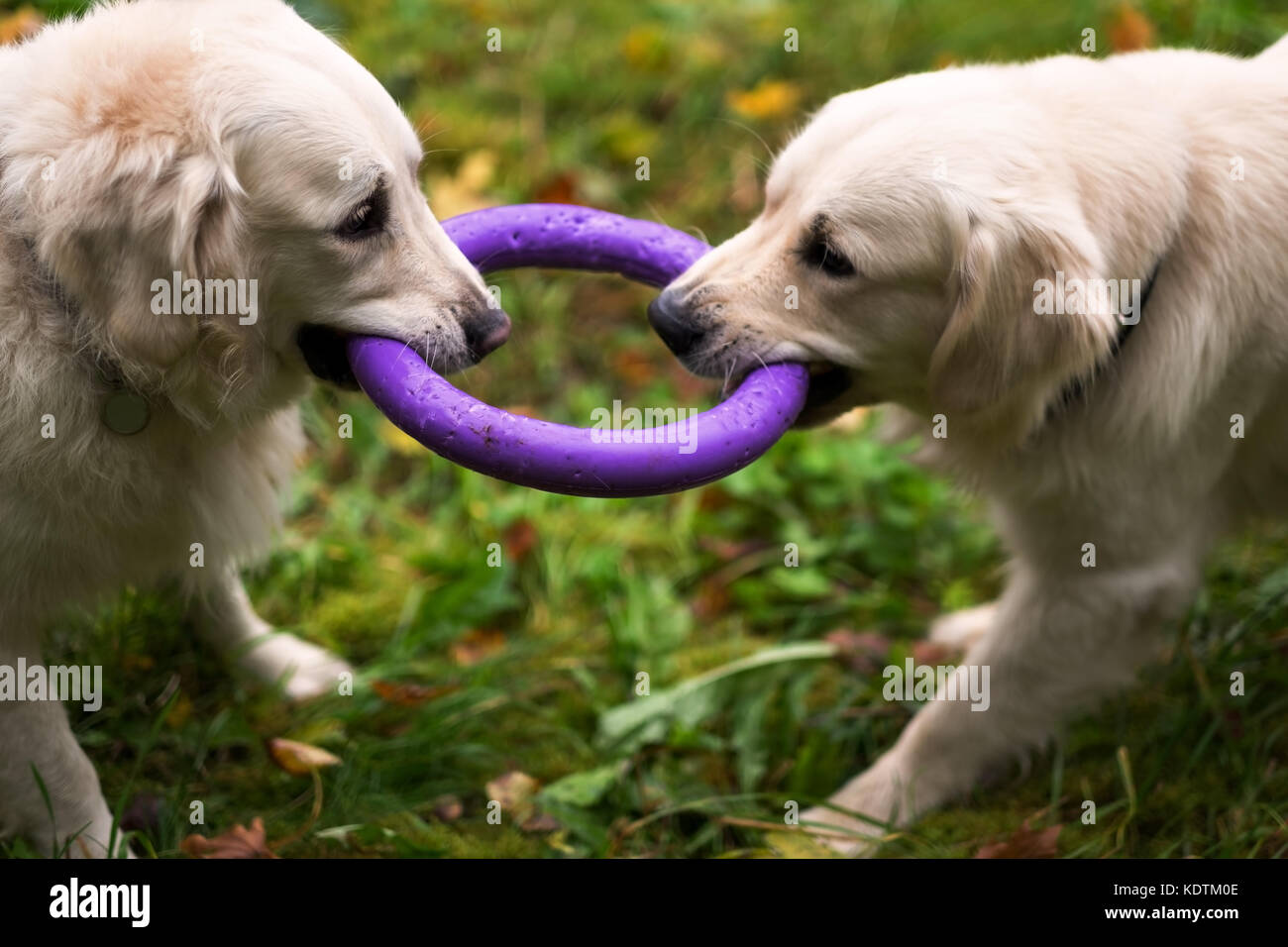 Happy dogs playing together hi-res stock photography and images - Alamy