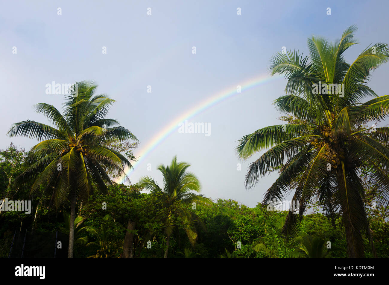 Rainbow over coconut trees, Anaiki, Niue, South Pacific Stock Photo - Alamy