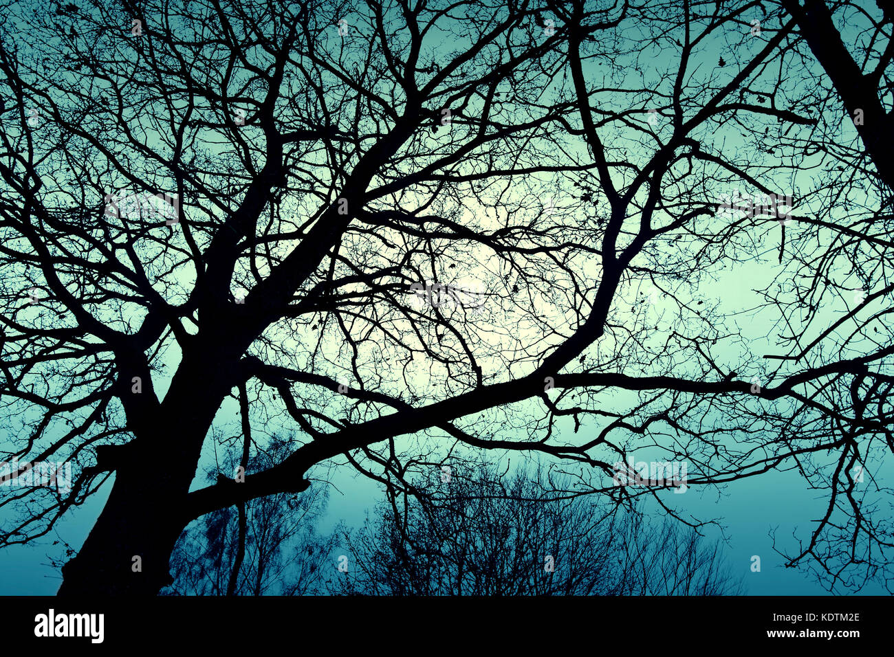 Dead winter tree hi-res stock photography and images - Alamy