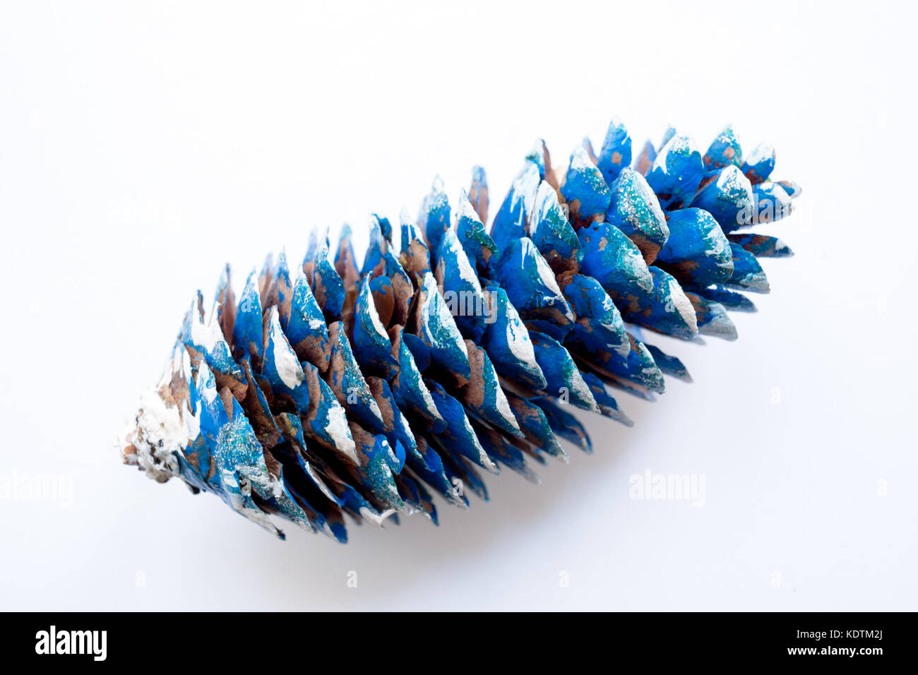 One painted in blue with white color fir cone isolated on white ...