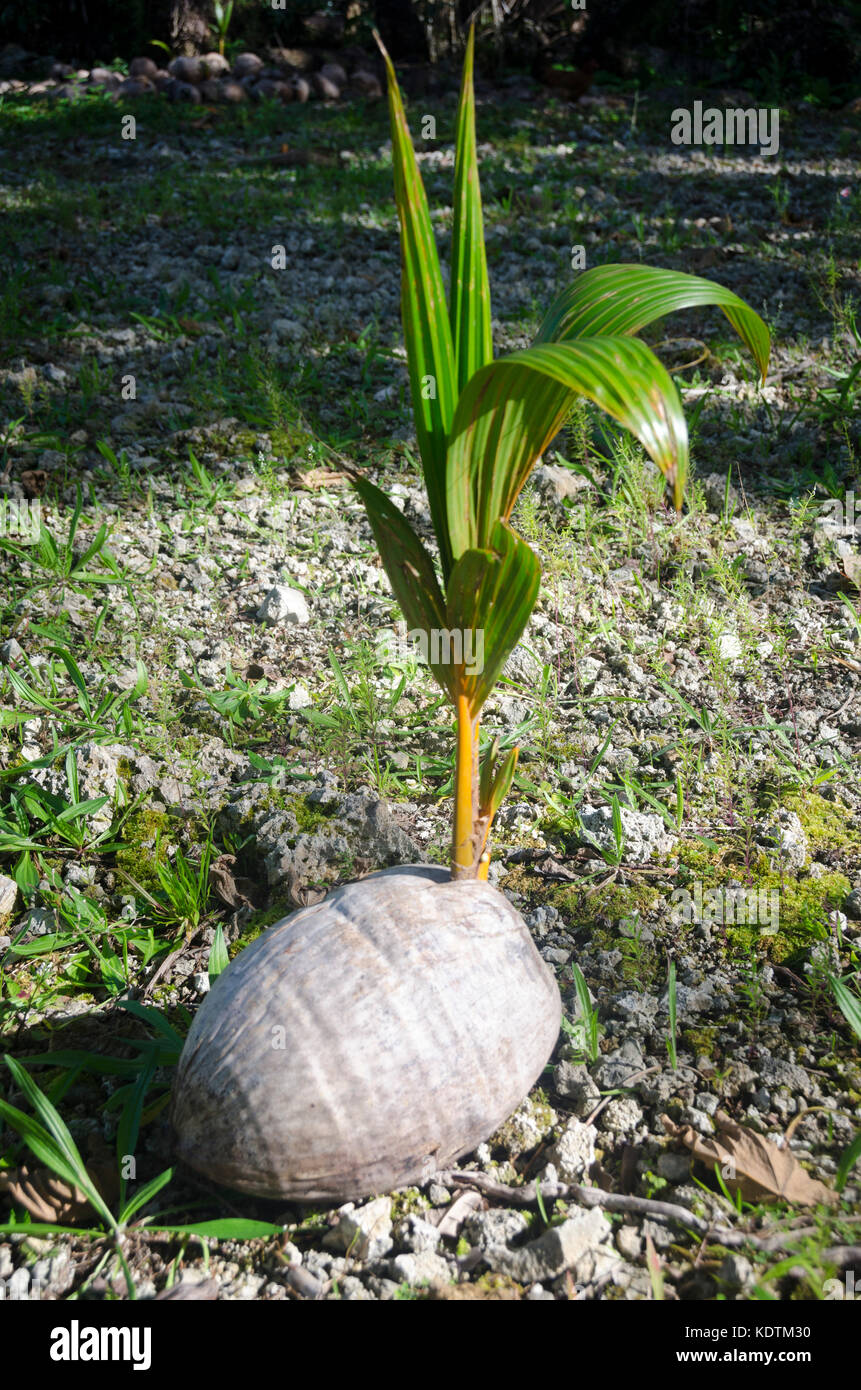 Young coconut tree seedling, Anaiki, Niue, South Pacific Stock Photo ...