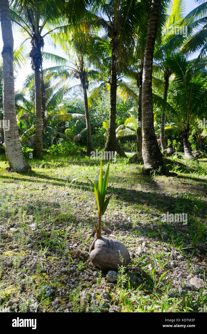 Young coconut tree hi-res stock photography and images - Alamy