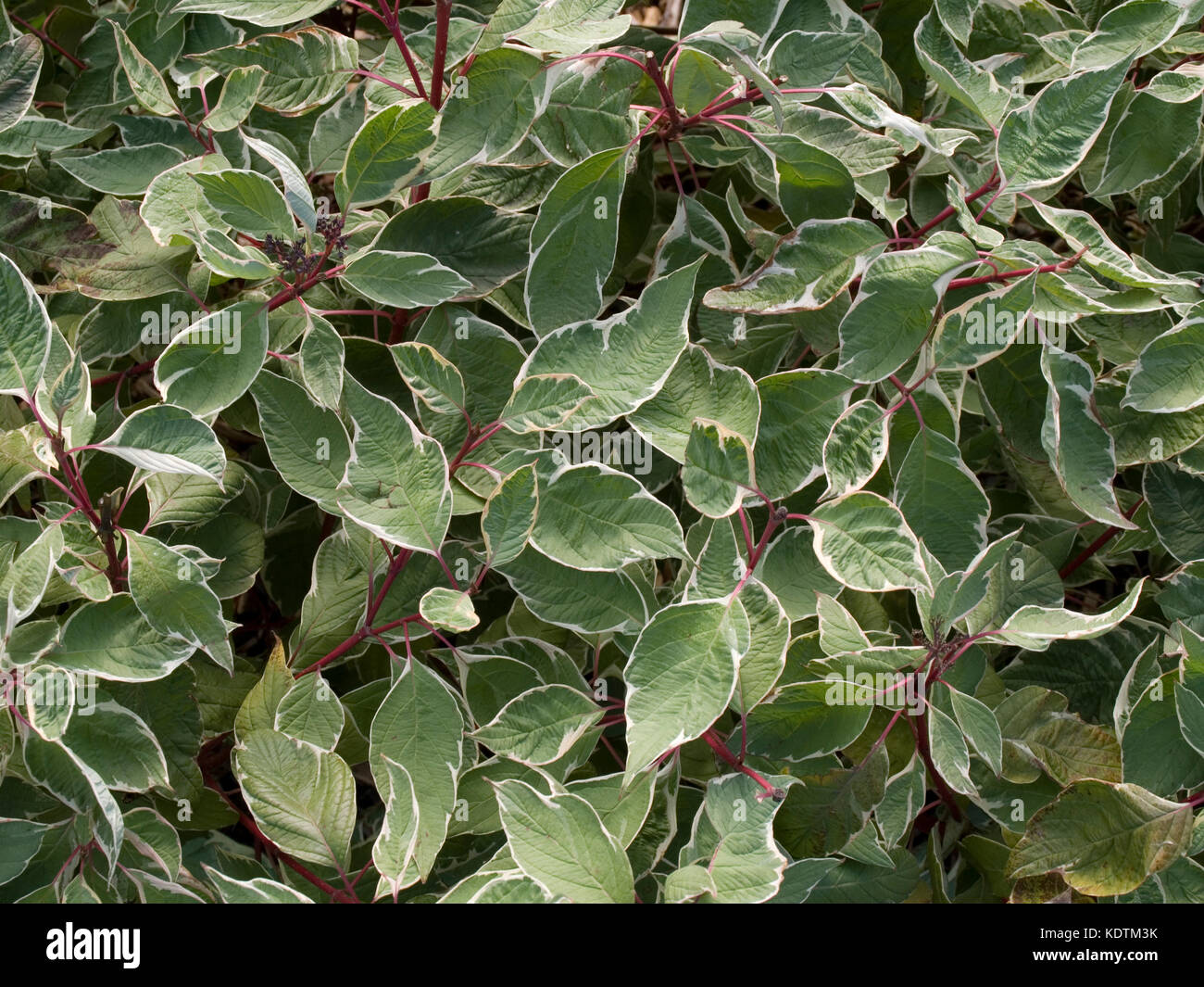 Cornus alba deciduous shrub Stock Photo - Alamy