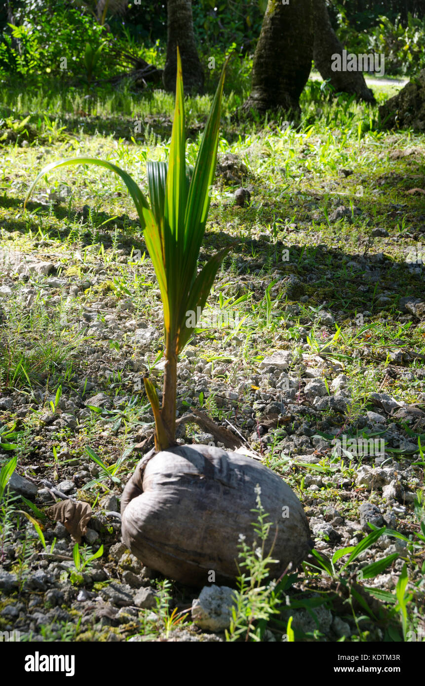 Coconut palm seedling hi-res stock photography and images - Alamy