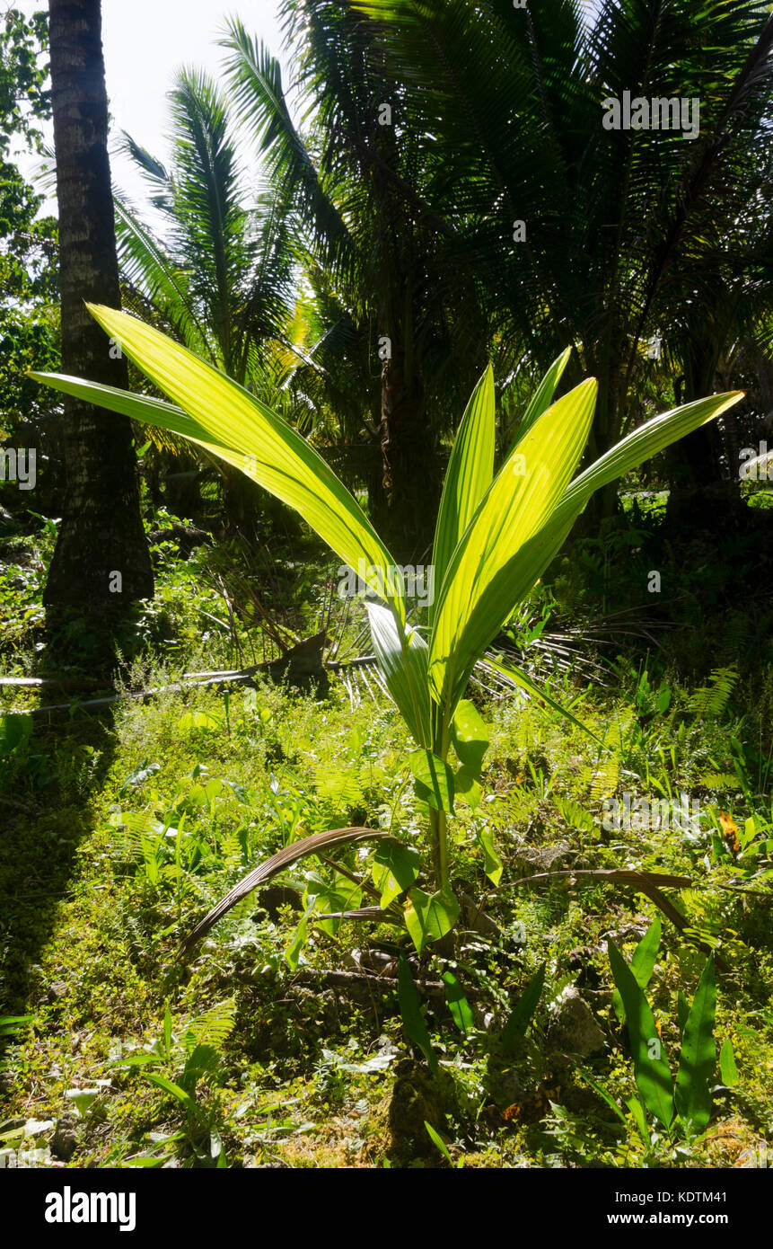 Young coconut tree seedling, Anaiki, Niue, South Pacific Stock Photo ...