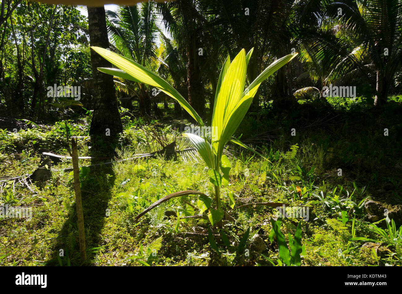 Young coconut tree hi-res stock photography and images - Alamy