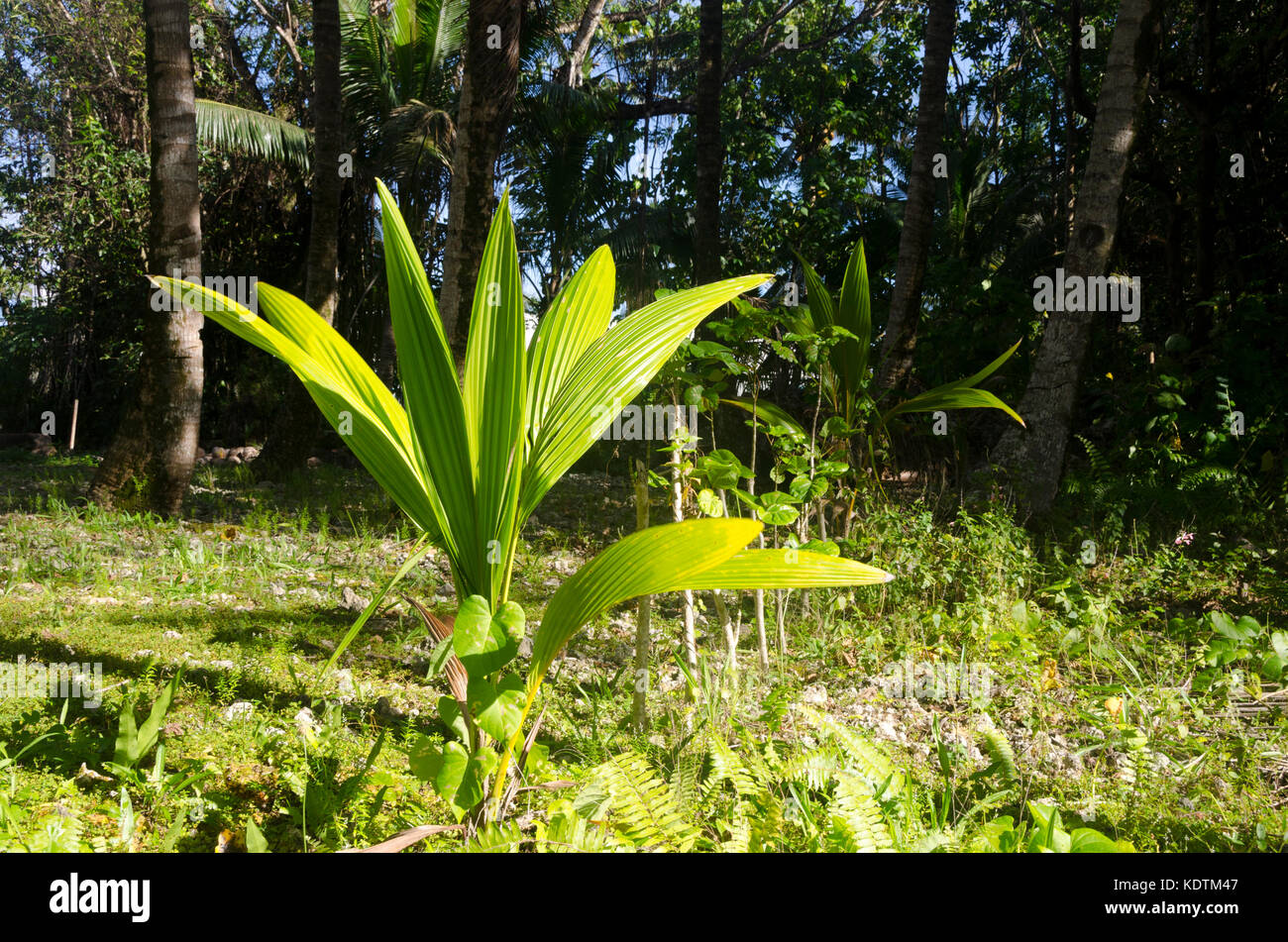 Young coconut tree hi-res stock photography and images - Alamy