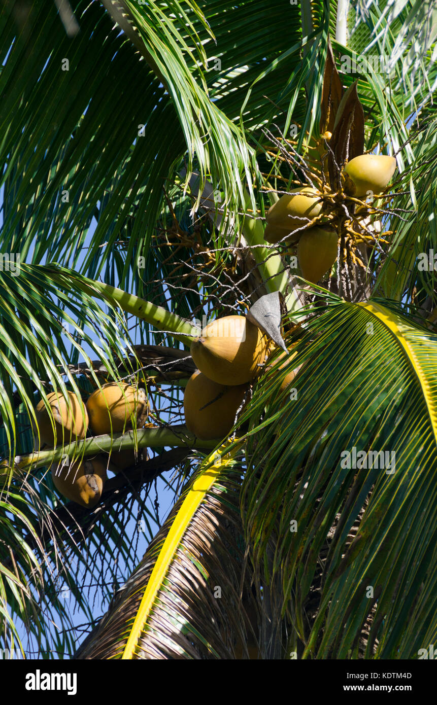 Palm frond hanging hi-res stock photography and images - Alamy