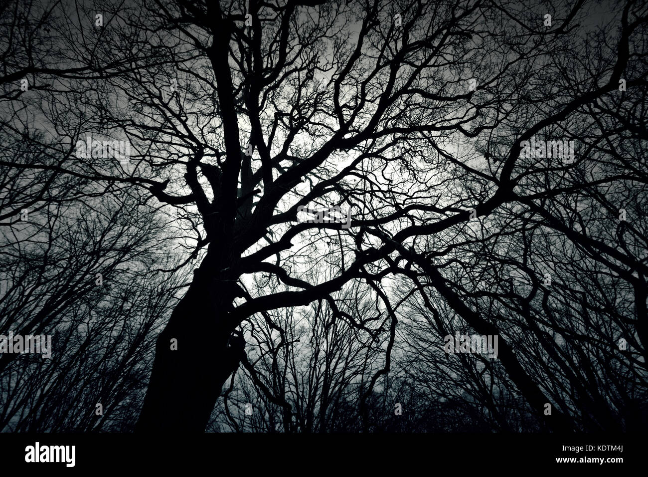 Dead dark winter tree in the forest. Nature in woods. Black and white ...