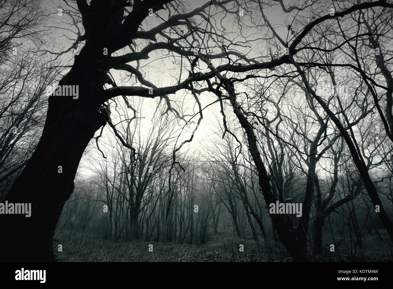 Dead dark winter tree in the forest. Nature in woods. Black and white ...