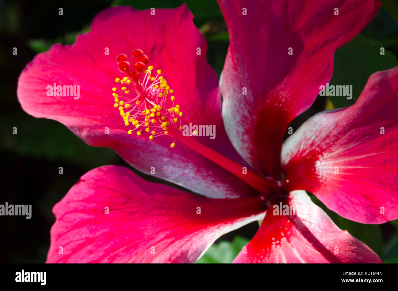 Flower south pacific hi-res stock photography and images - Alamy