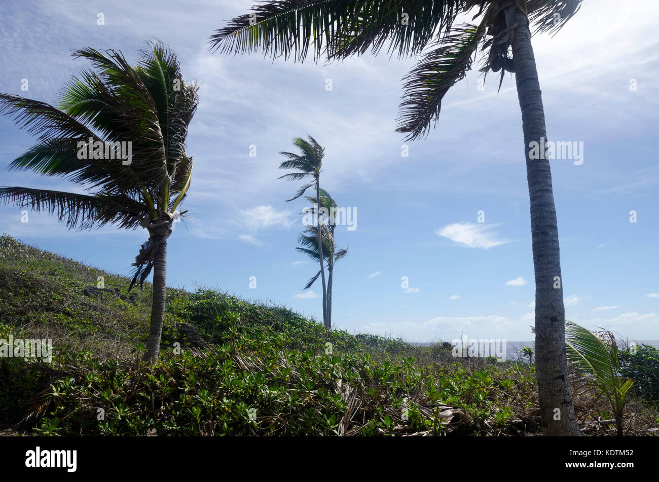 Windblown coconut trees, Lapeka, Niue, South Pacific Stock Photo - Alamy