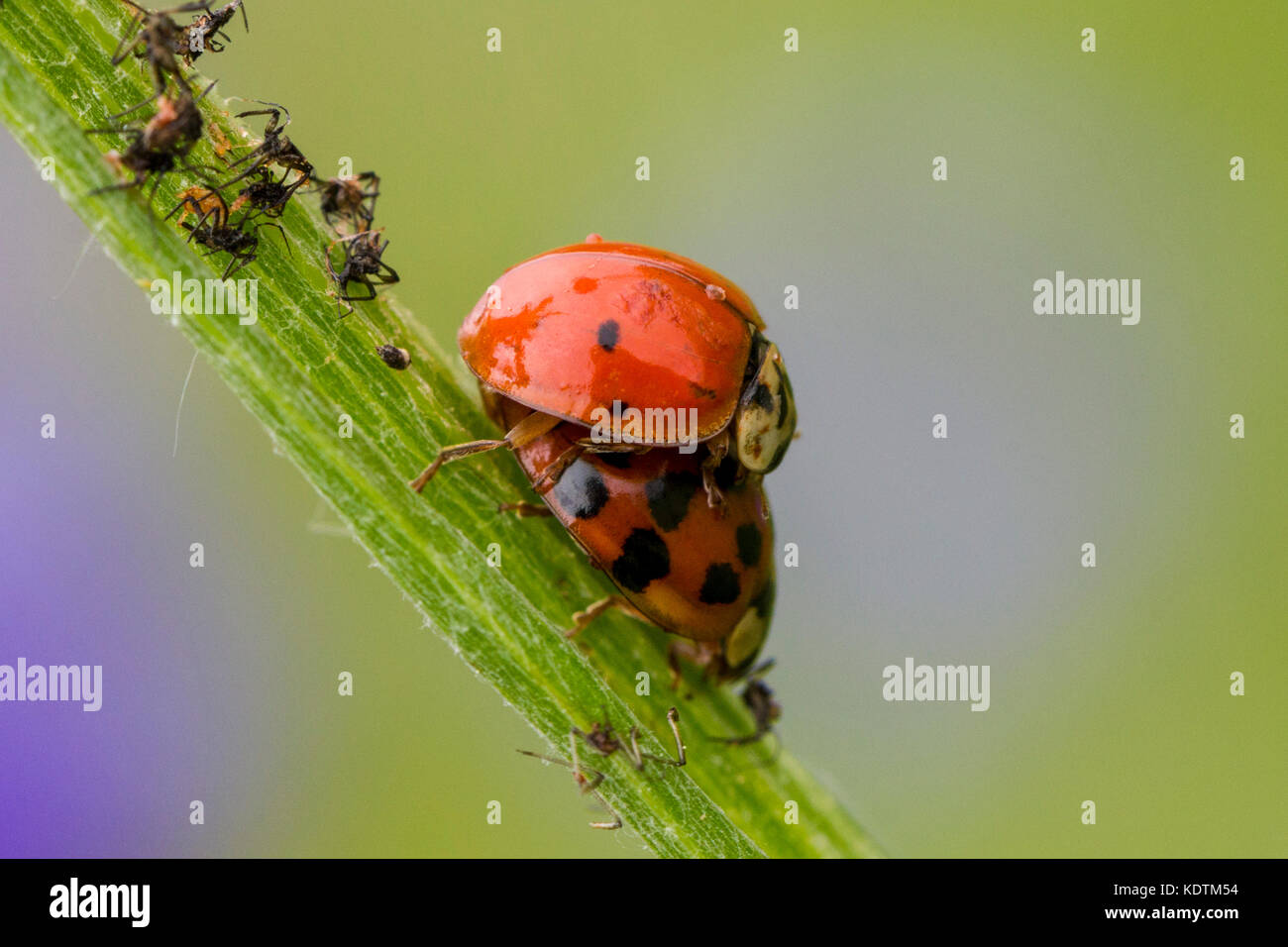 Real Colorful Ladybugs