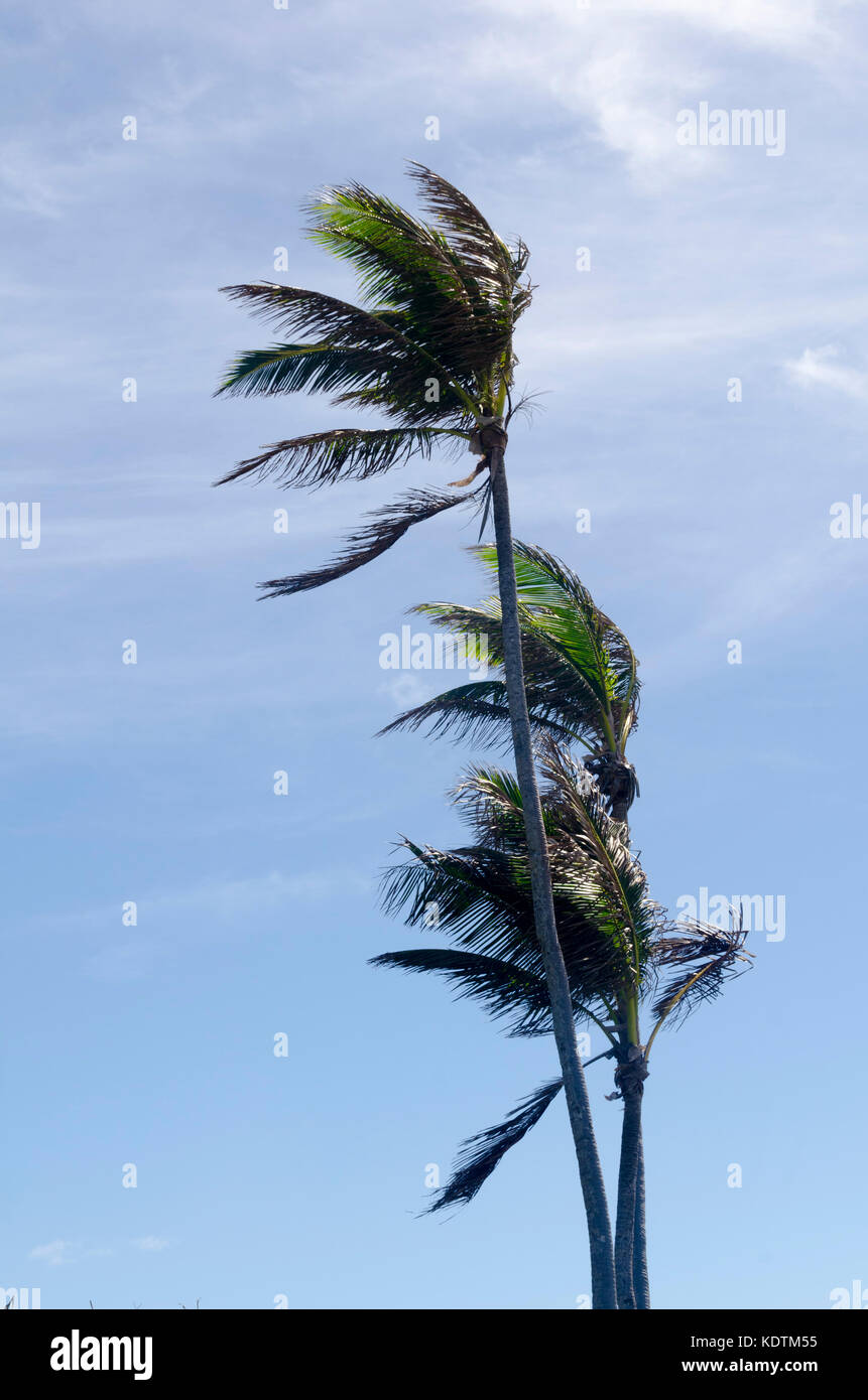 Windblown coconut trees, Lapeka, Niue, South Pacific Stock Photo - Alamy