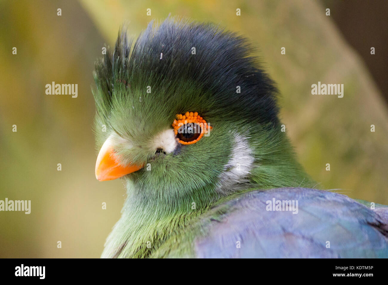 Green Turaco portrait - With smooth blurred green foliage background ...