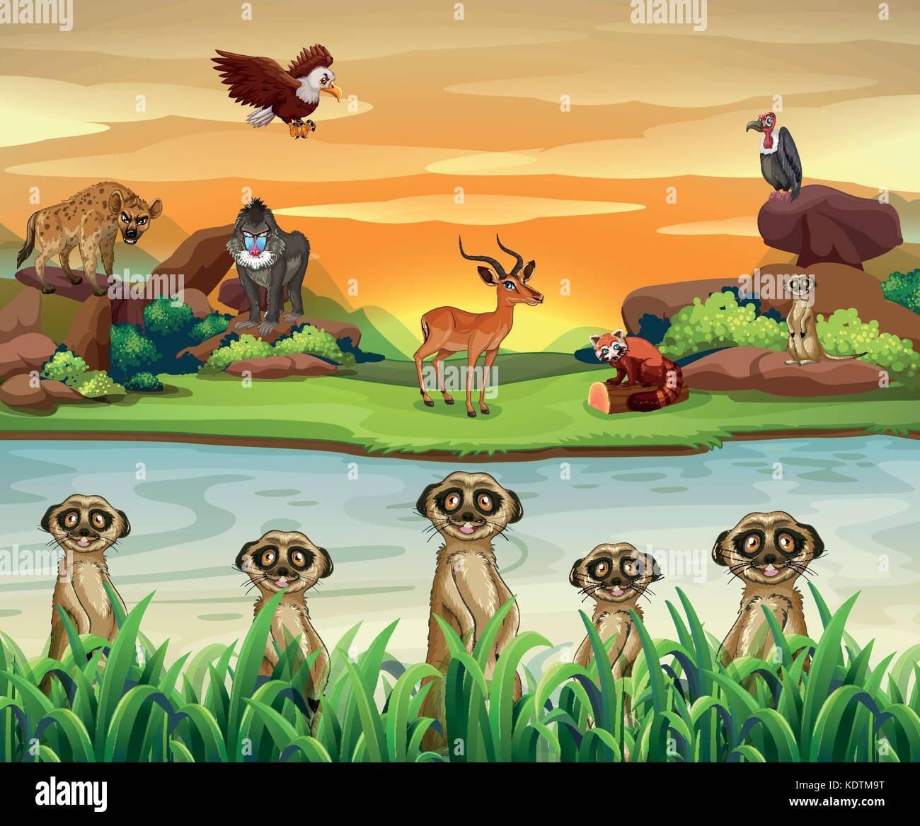 Wild animals by the river illustration Stock Vector Image & Art - Alamy