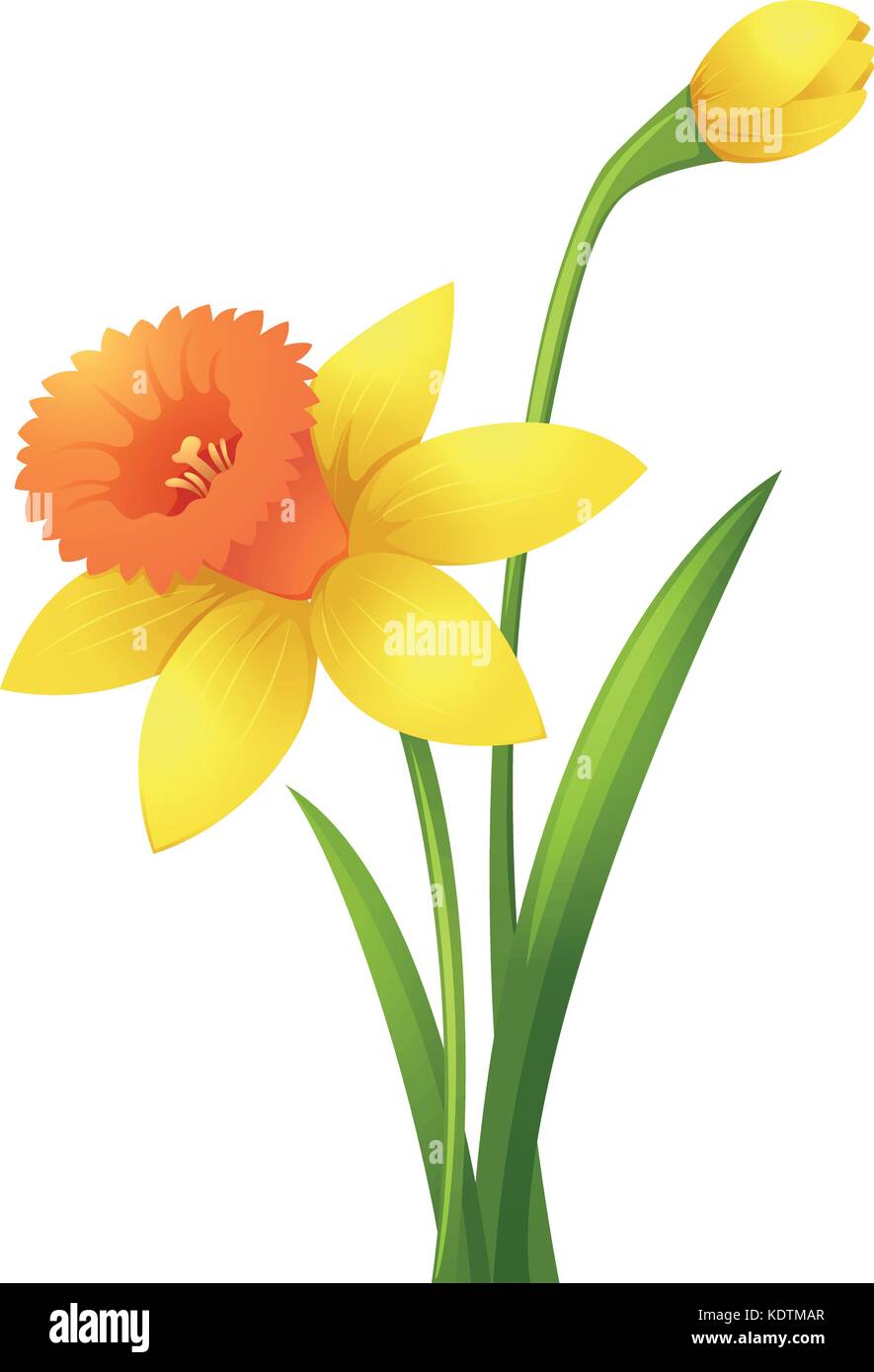 Daffodil flowers in yellow color illustration Stock Vector Image & Art ...
