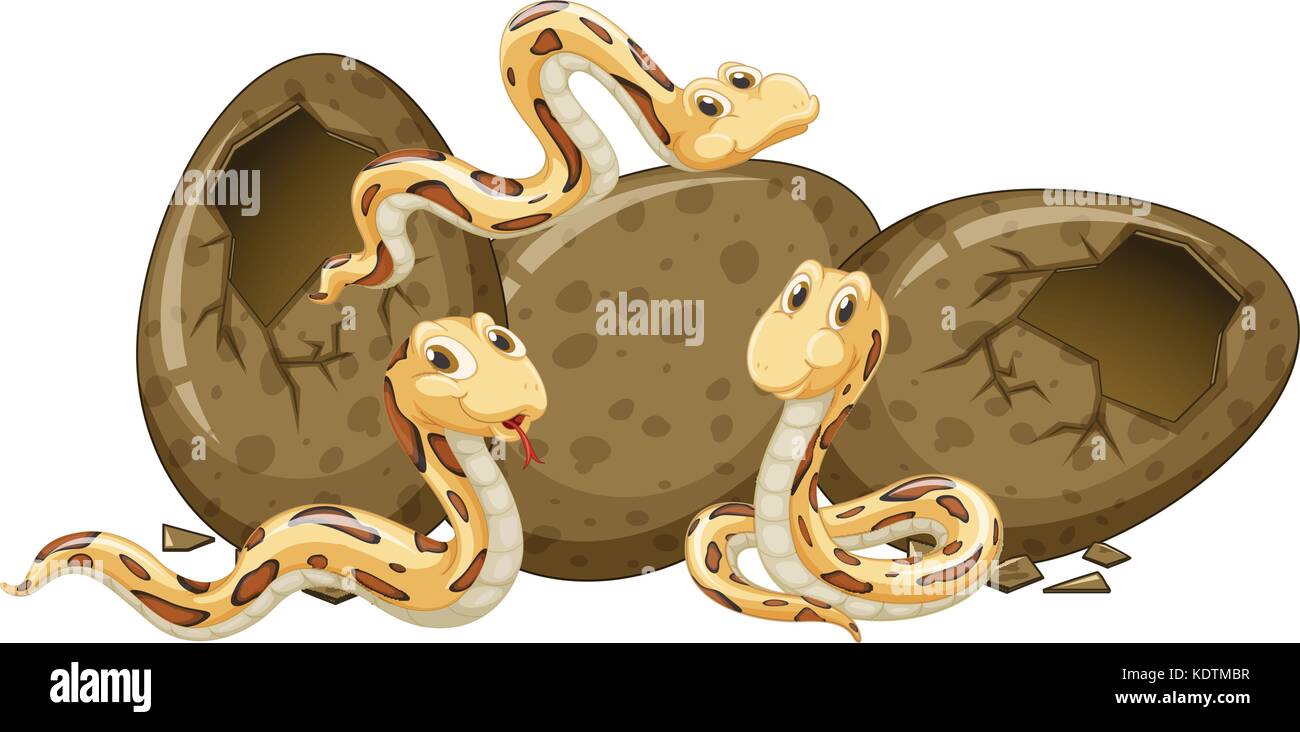 Baby rattlesnake hi-res stock photography and images - Alamy