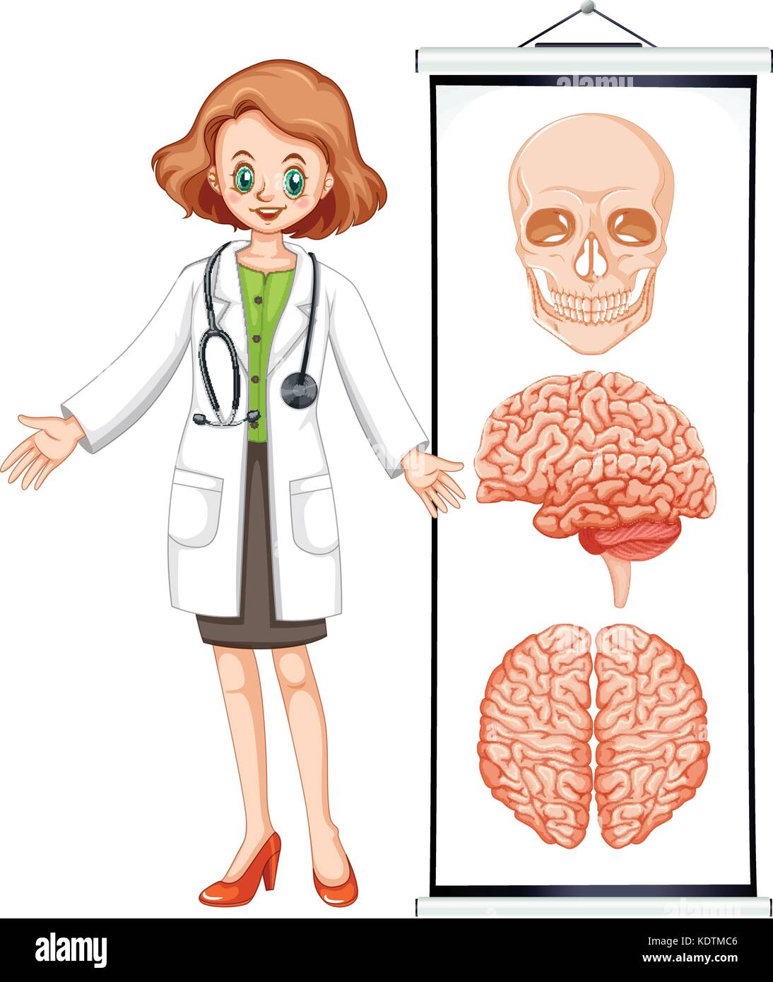 Female brain diagram hi-res stock photography and images - Alamy