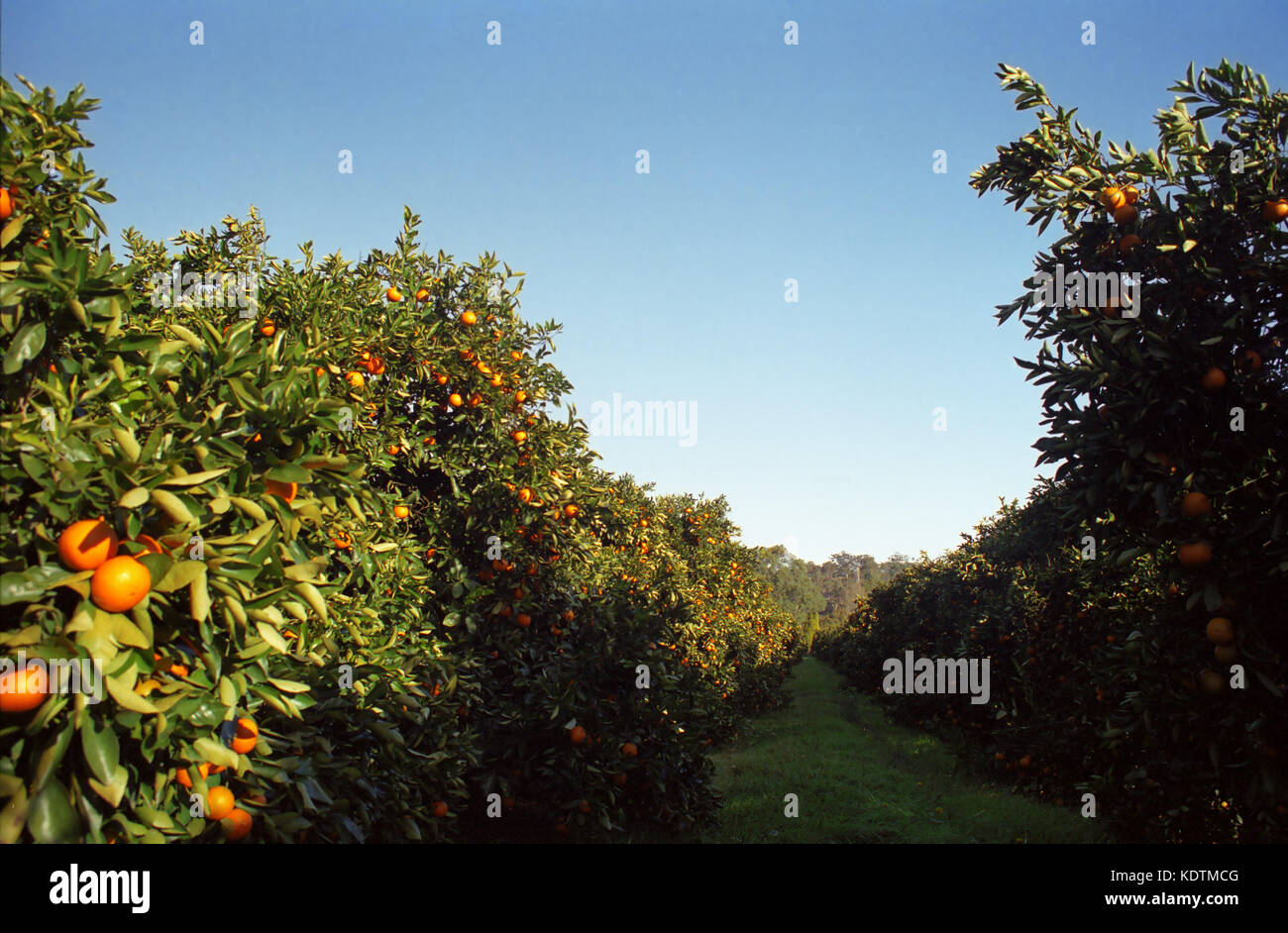 Orange orchard australia hi-res stock photography and images - Alamy