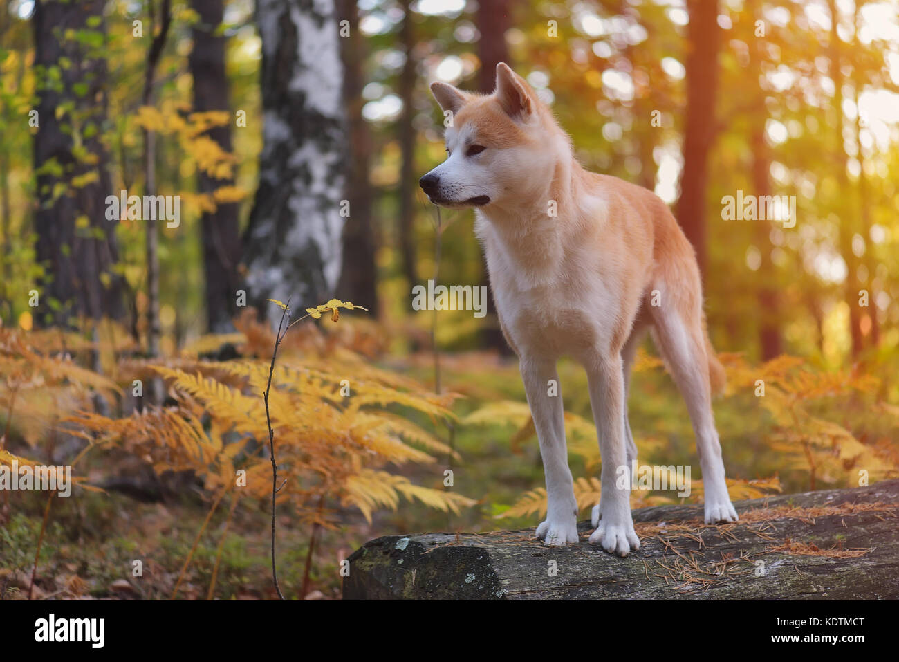 Funny Japanese Dog Akita Inu puppy in autumn forest Stock Photo - Alamy