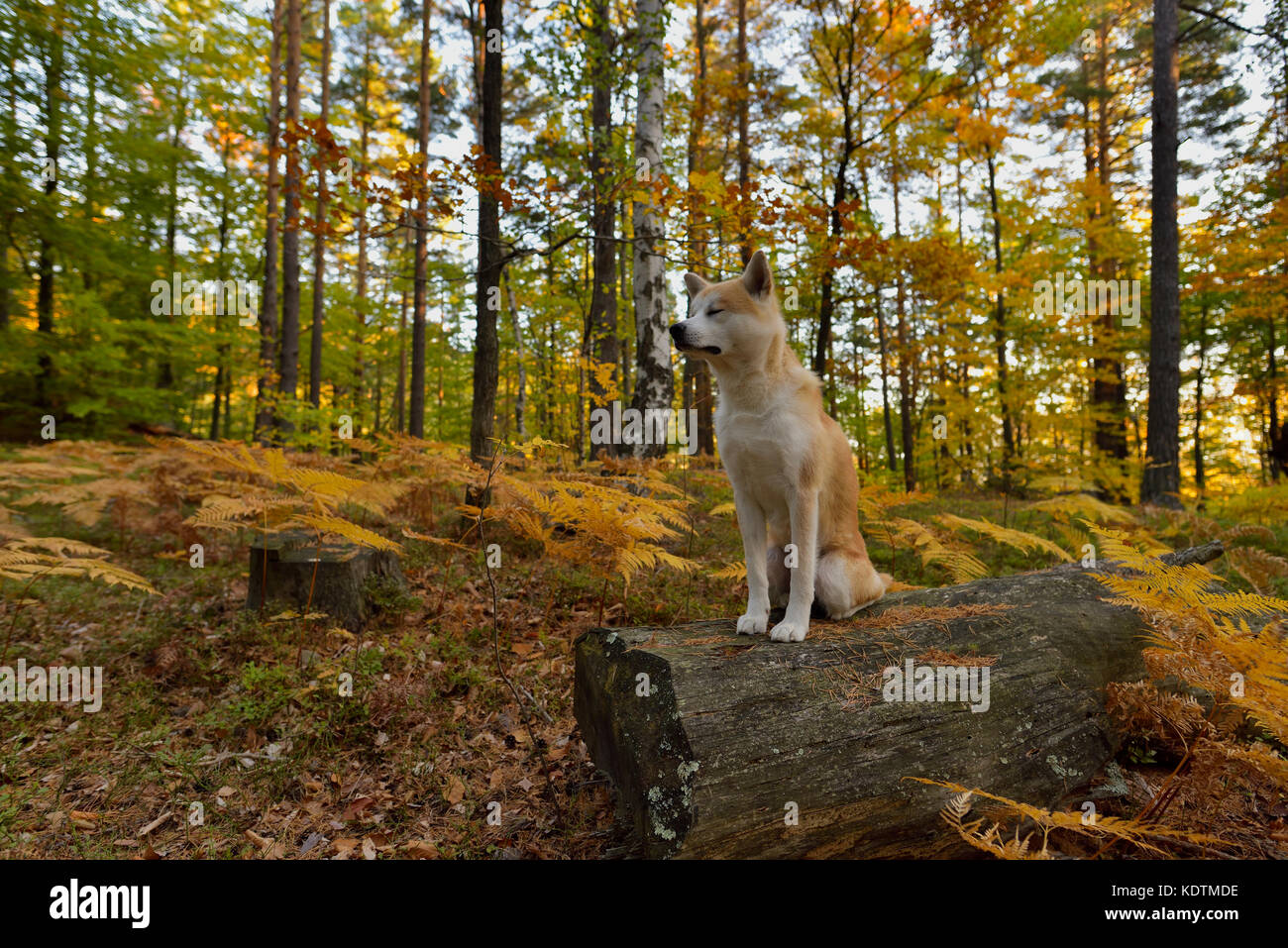 Funny Japanese Dog Akita Inu puppy in autumn forest Stock Photo - Alamy