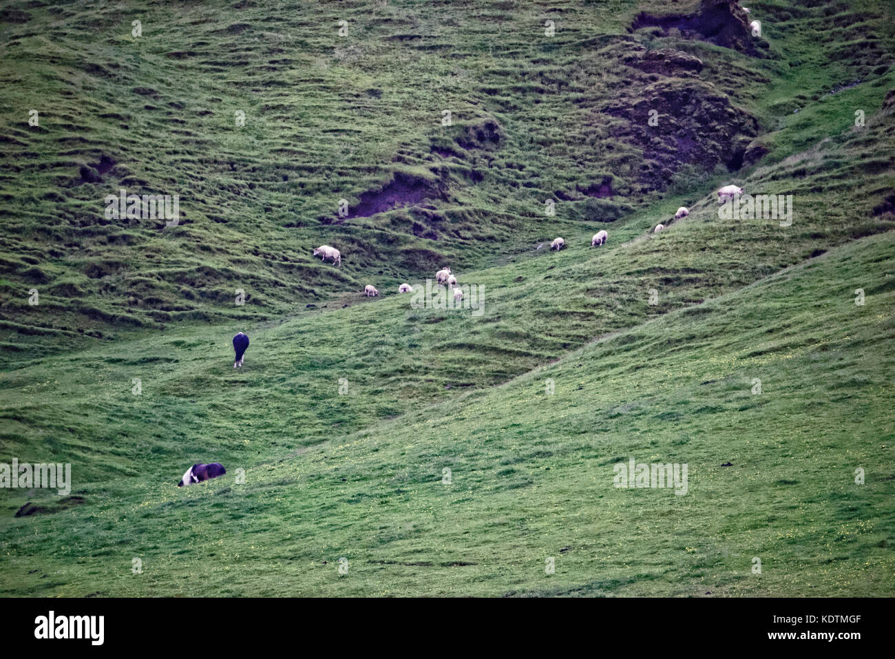 Seljalandsfoss waterfall plunging 60m from the cliff above, Sudhurland ...