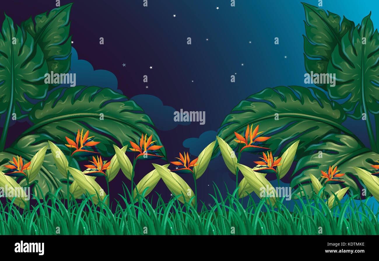 Bird of paradise clipart hi-res stock photography and images - Alamy