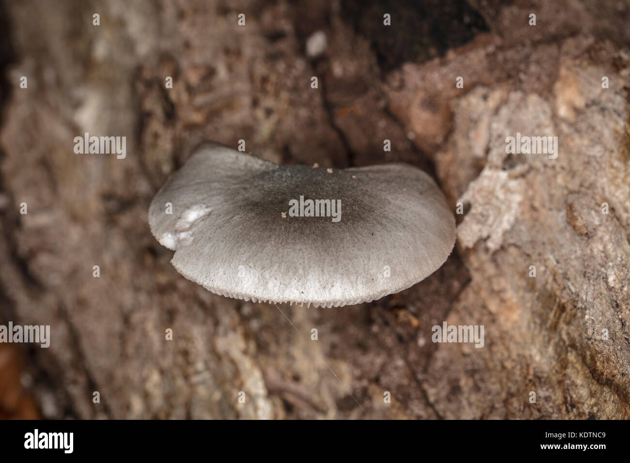 Grey fungus on tree trunk Stock Photo - Alamy