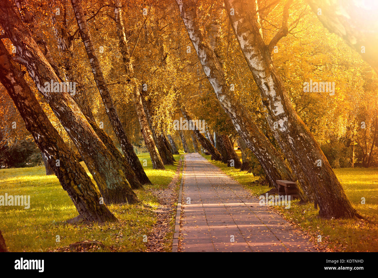 Autumn in the park. Fall in forest Stock Photo - Alamy