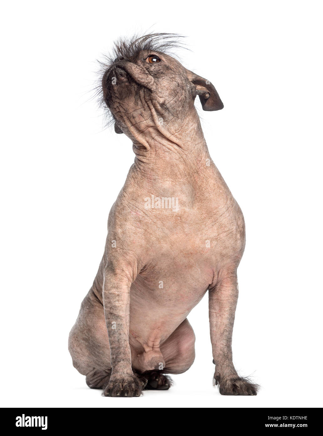 Chinese Crested Hairless Dog Mix