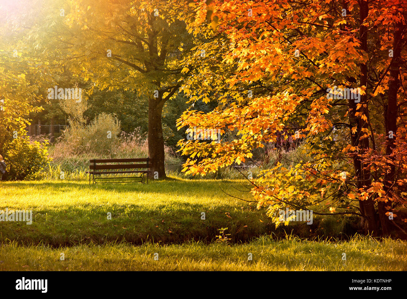 Autumn in the park. Fall in forest Stock Photo - Alamy