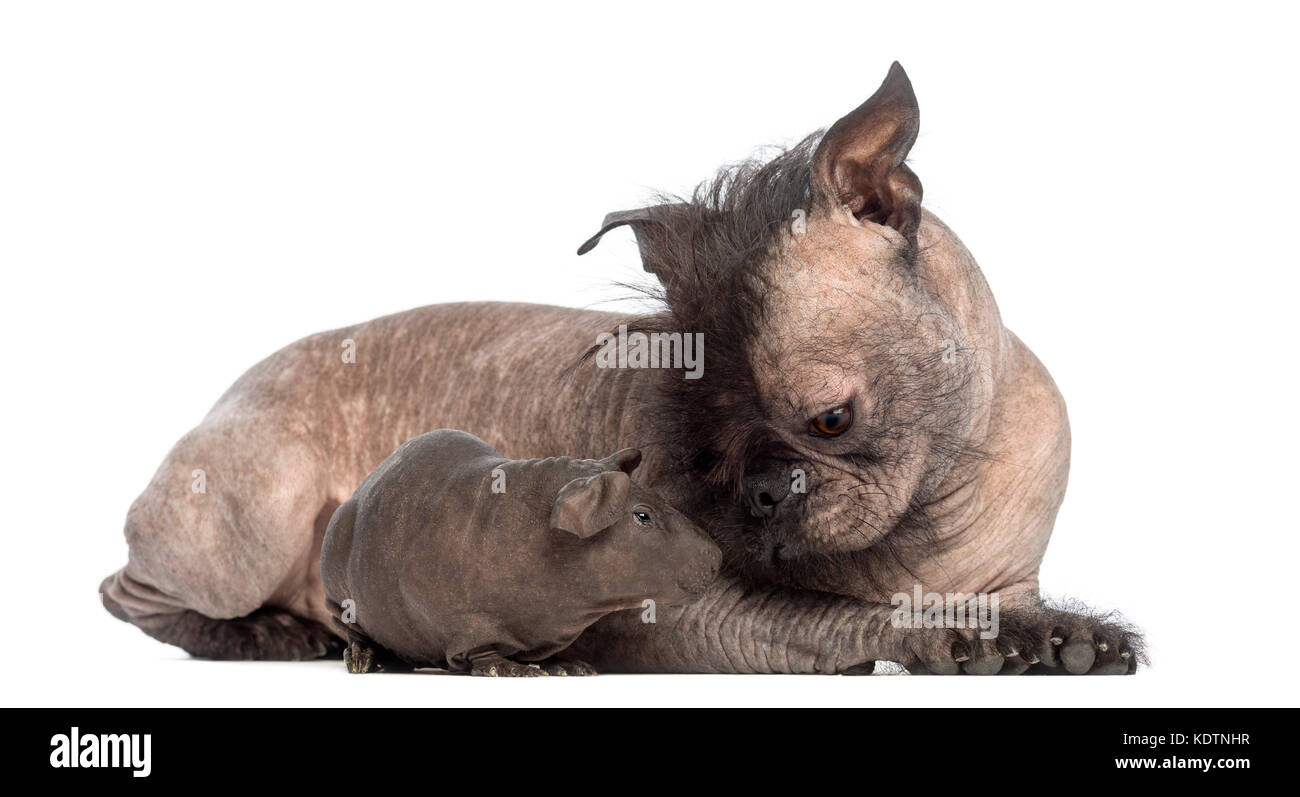 Hairless Mixed-breed dog, mix between a French bulldog and a Chinese ...