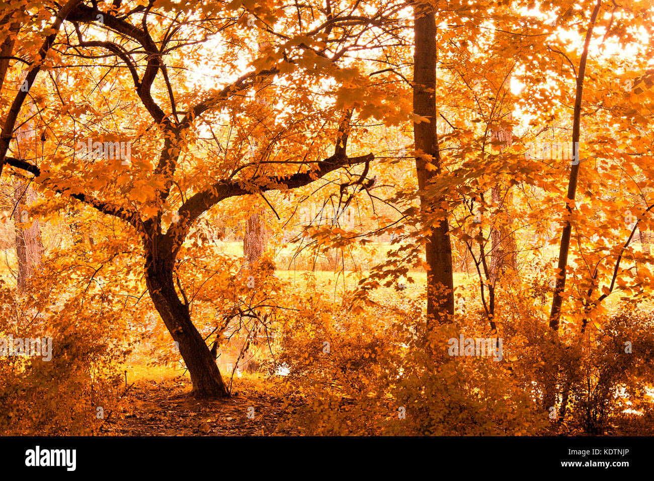 Autumn in the park. Fall in forest Stock Photo - Alamy