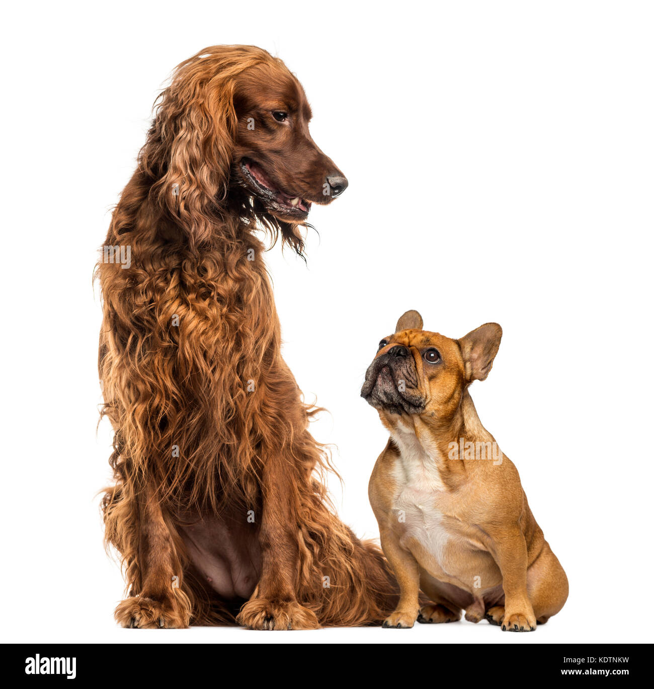 French setter hi-res stock photography and images - Alamy