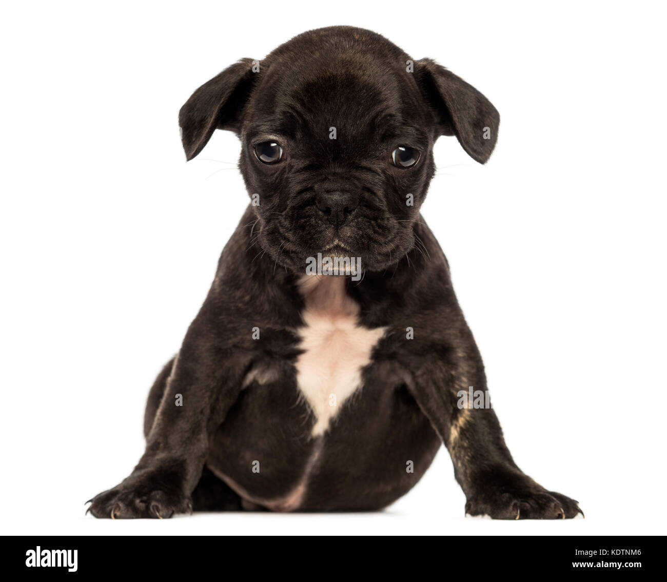 Front view of a French bulldog puppy sitting, looking at the camera ...