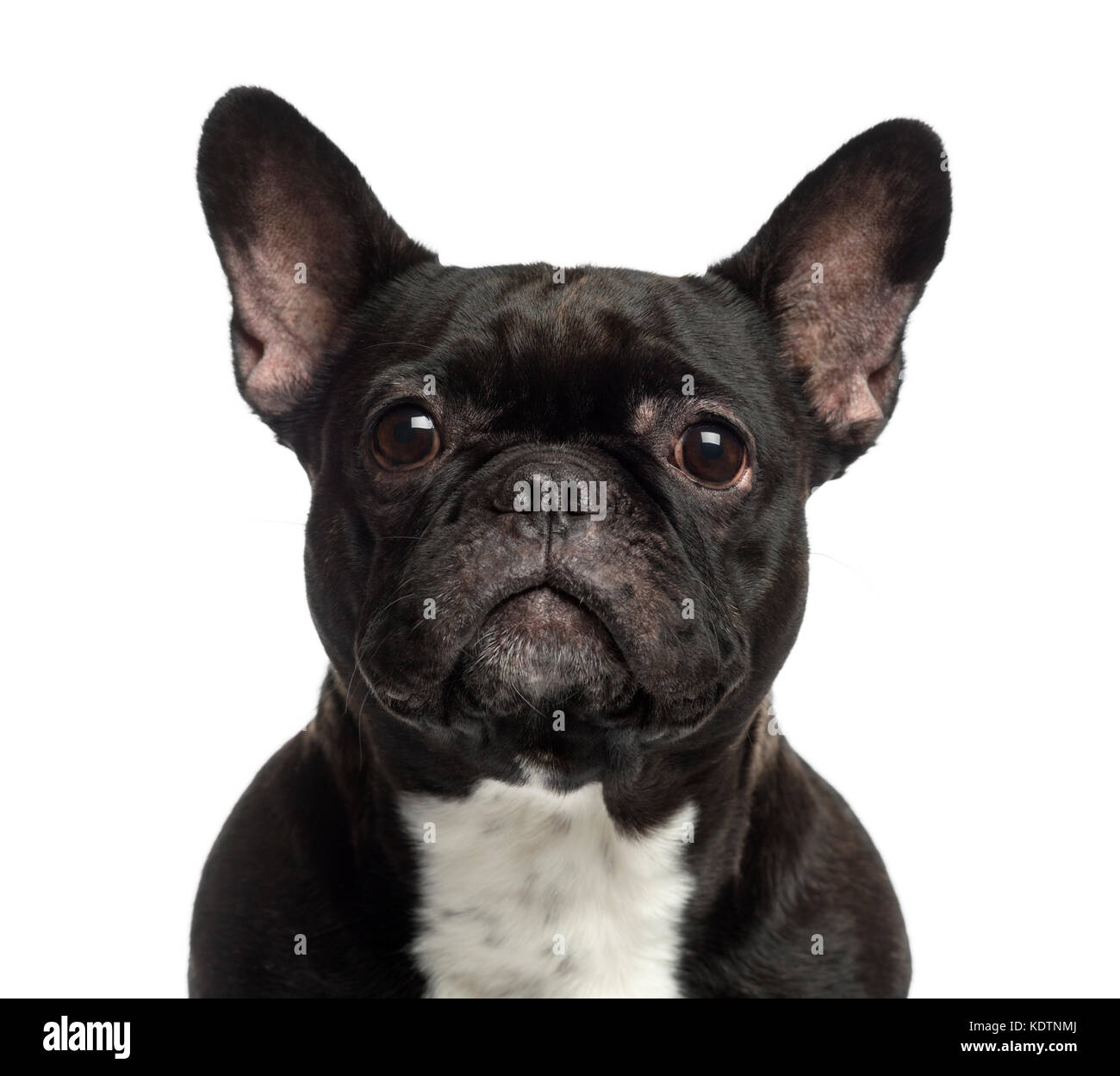 Close-up of a French Bulldog looking Stock Photo - Alamy