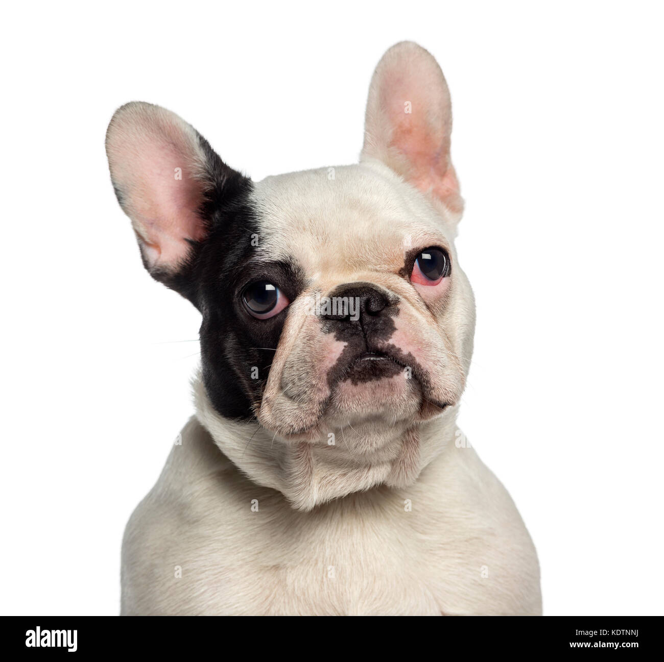 Headshot of a French Bulldog (9 months old Stock Photo - Alamy