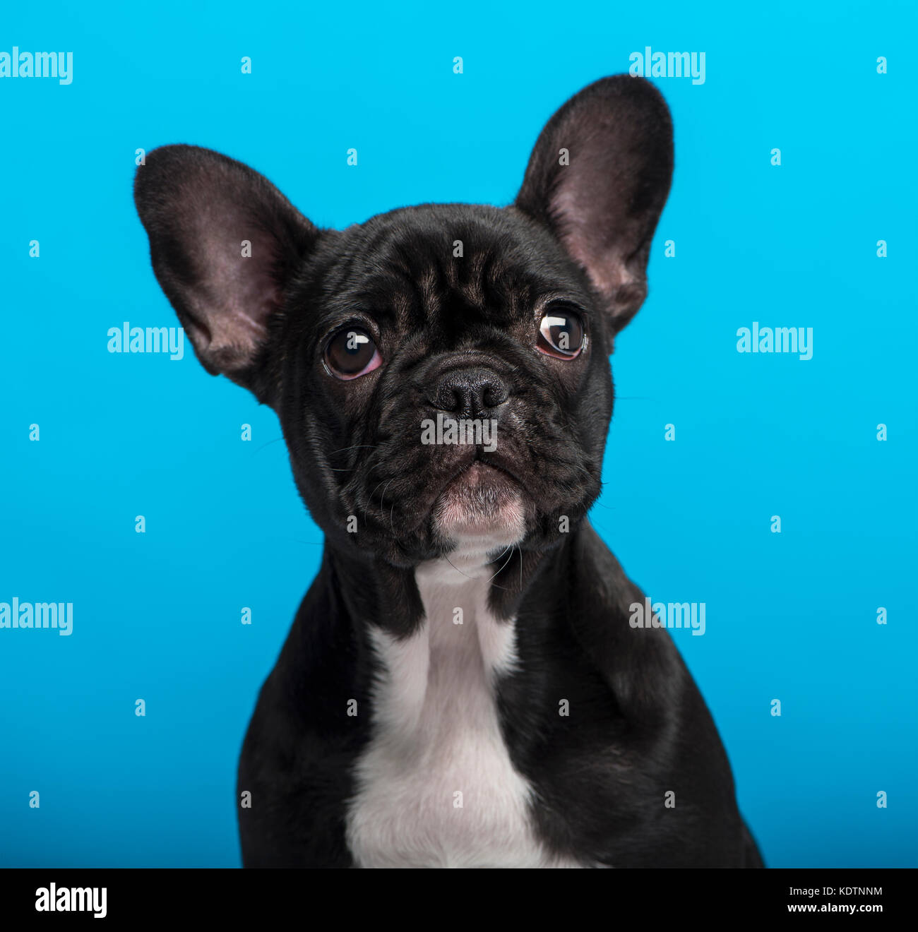 French Bulldog puppy (3 months old), headshot, blue background Stock ...