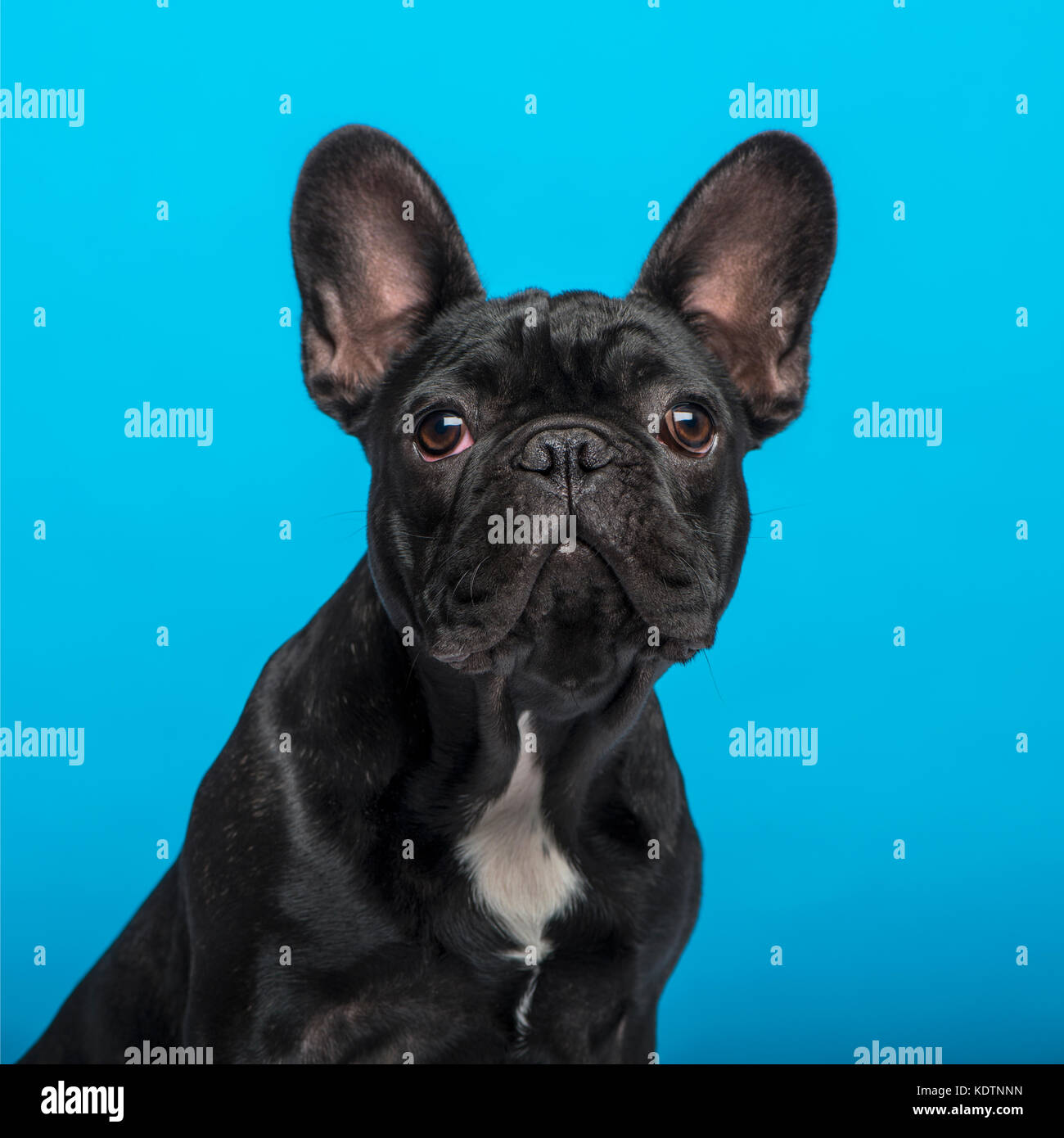 French Bulldog puppy (3 months old), headshot, blue background Stock ...