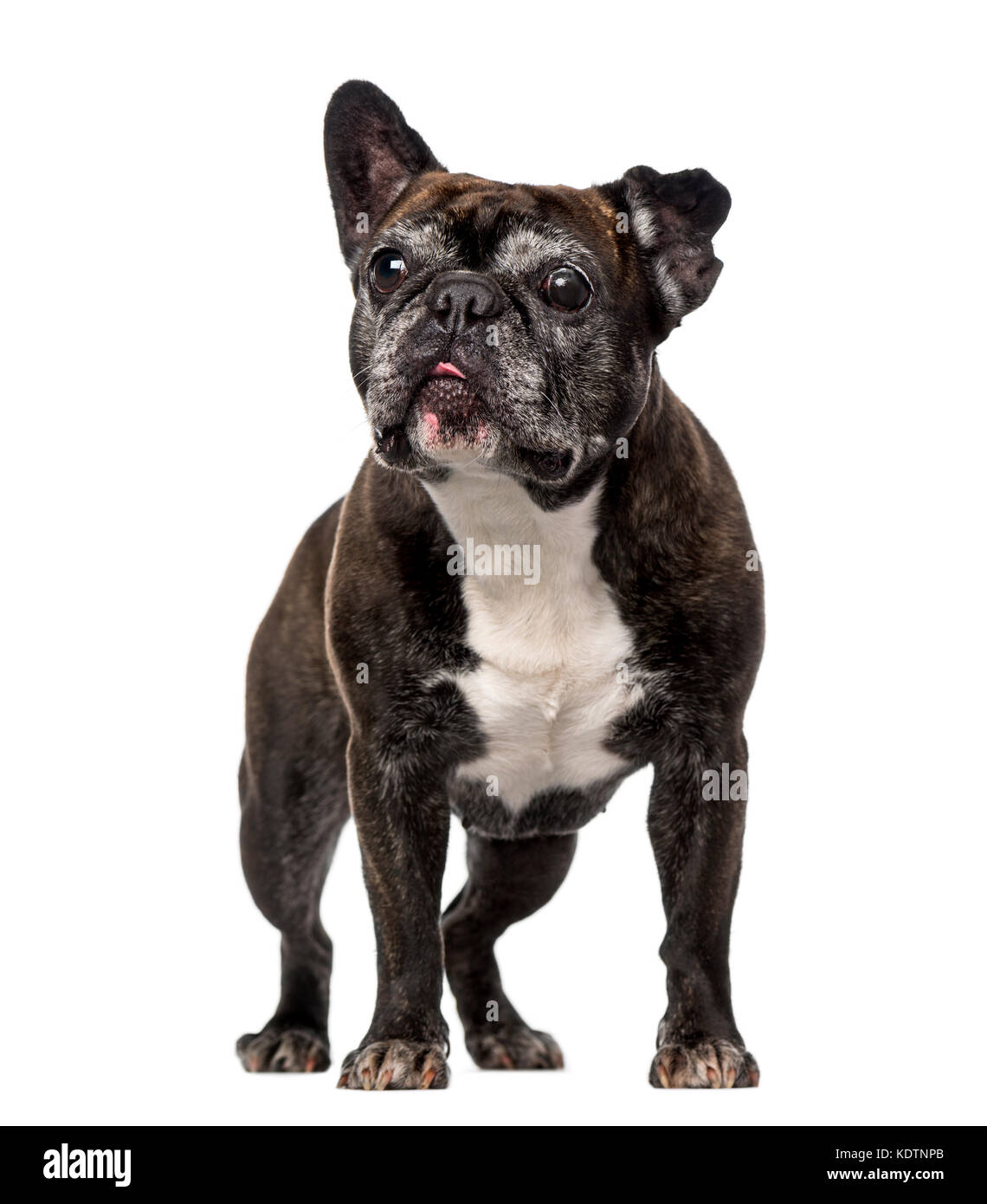French Bulldog (7 years old Stock Photo - Alamy