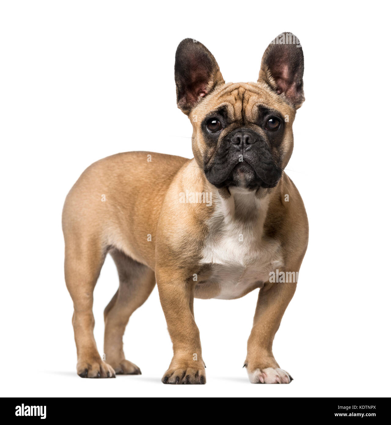 French Bulldog (7 months old Stock Photo - Alamy