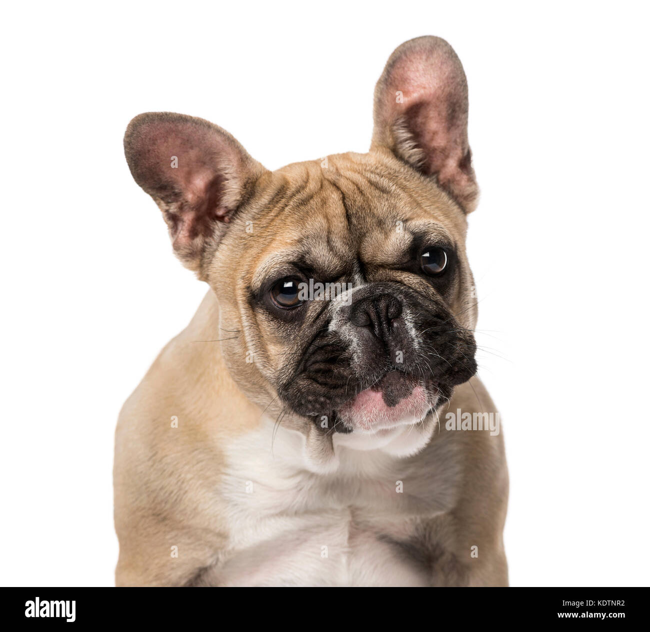 French Bulldog puppy (5 months old Stock Photo - Alamy