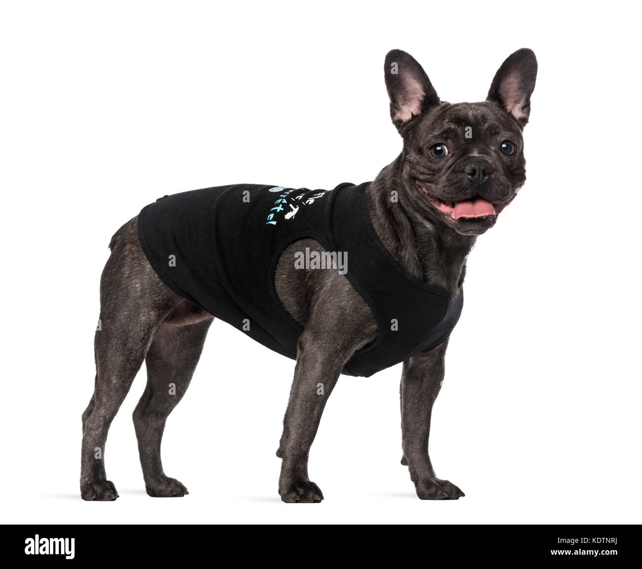 French Bulldog (1 year old Stock Photo - Alamy