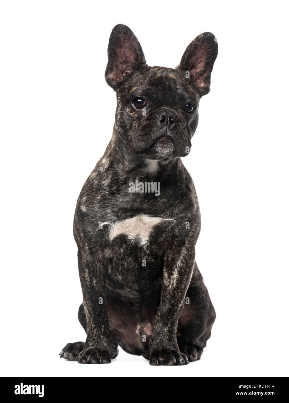 French Bulldog puppy (5 months old Stock Photo - Alamy